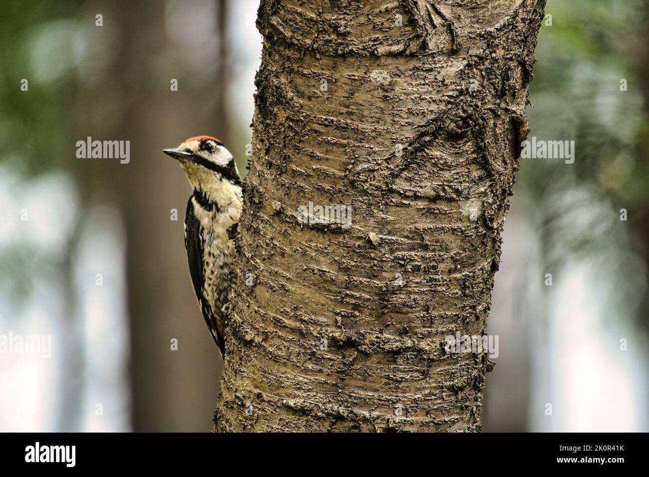 Great spotted woodpecker foraging in the forest on a tree with blurred ...