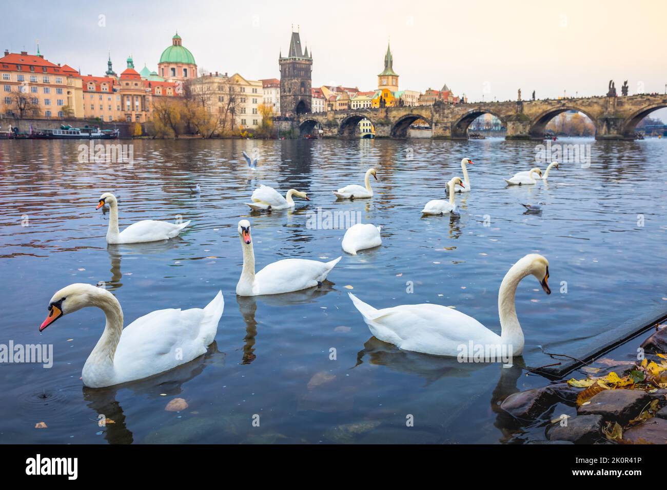 Swans floating on Vltava river and Prague medieval Charles Bridge at ...