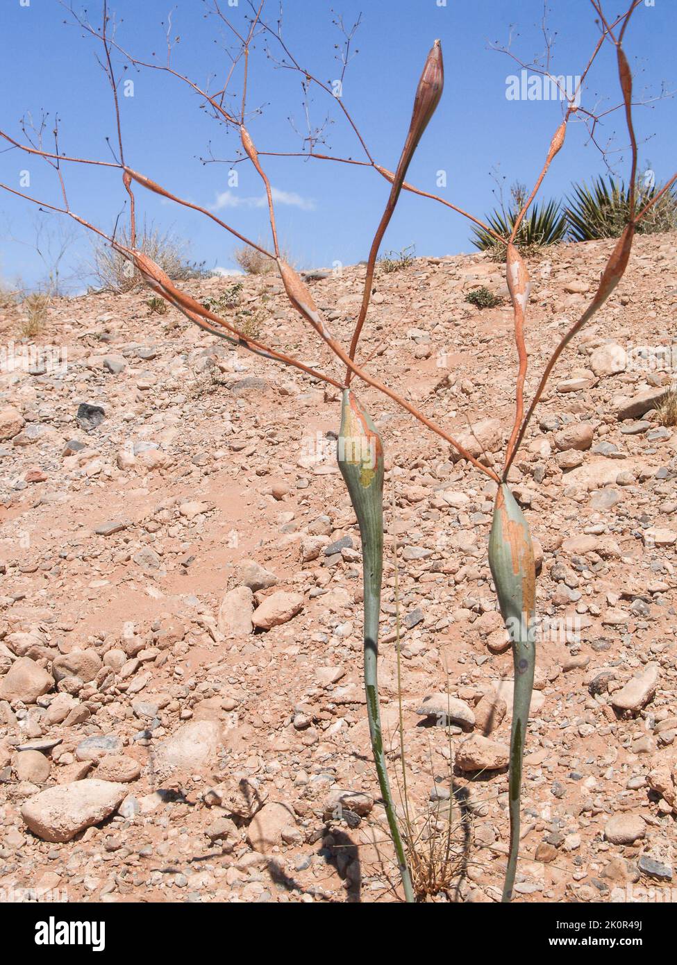 Spindly plant hi-res stock photography and images - Alamy
