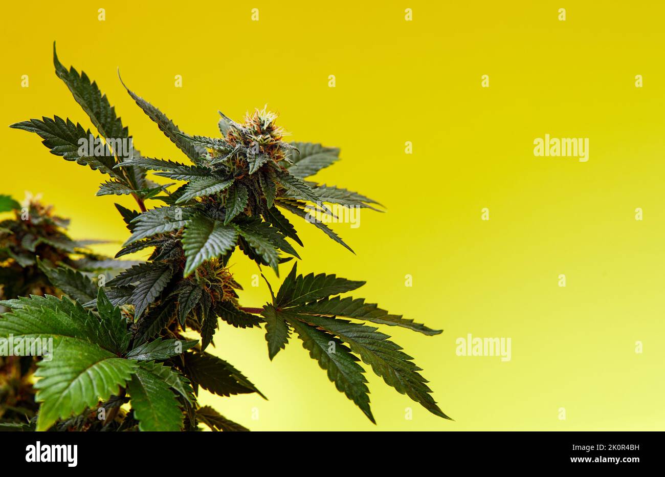 Close up macro of top bud of cannabis plant ready to harvest. On yellow ...