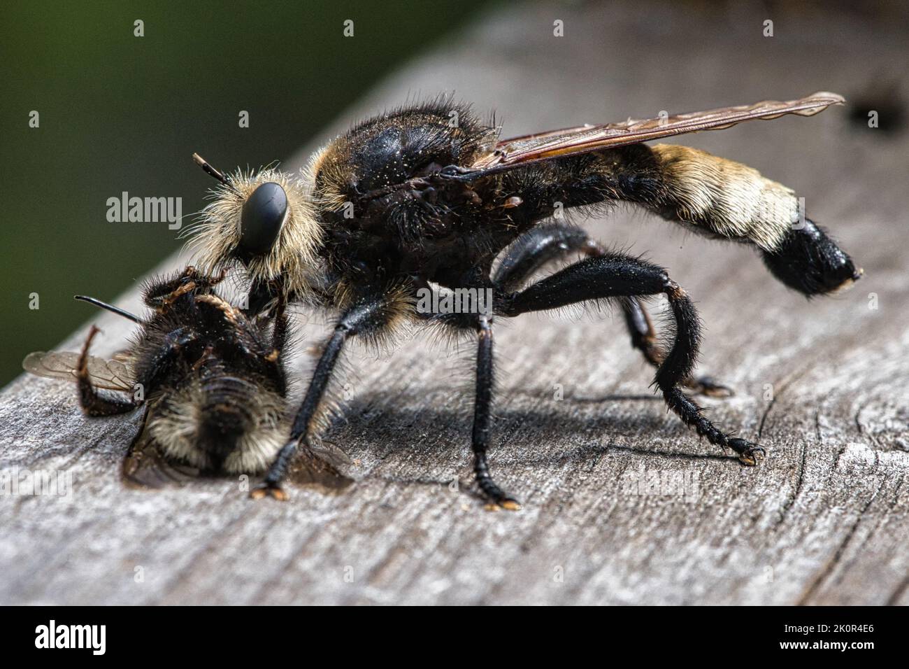Yellow murder fly or yellow robber fly with a bumblebee as prey. The ...
