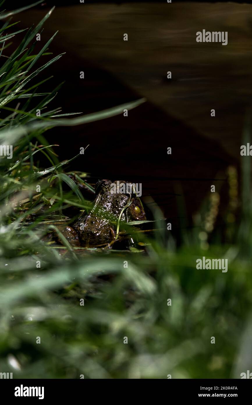 Frog in water under the shadow of a log Stock Photo - Alamy