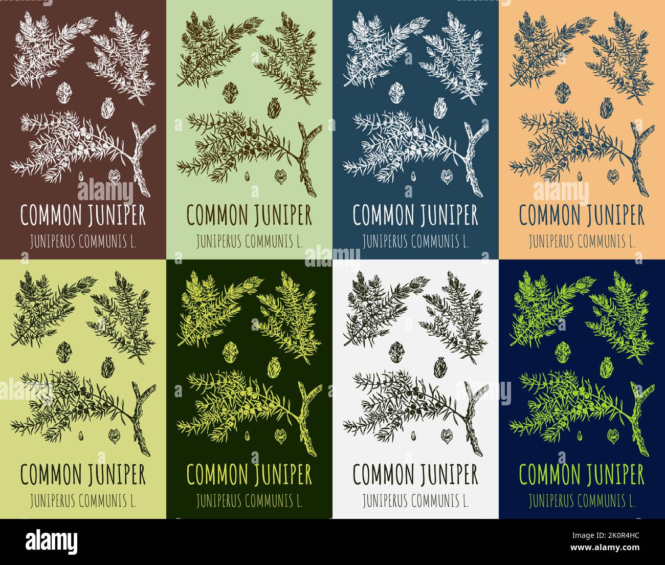 Set of vector drawing of juniper in various colors. Hand drawn ...