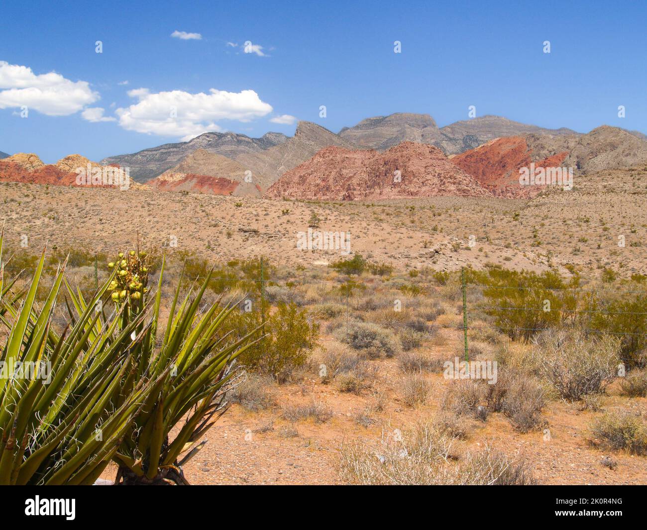 Landscape and vegetation of Red Rock Canyon desert in Nevada, amazing ...