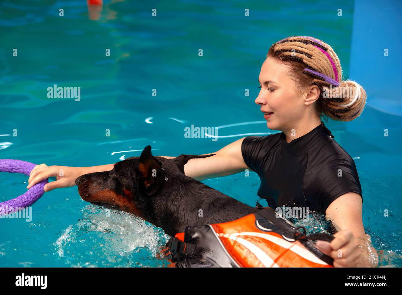 Dog trainer at the swimming pool, teaching the dog to swim Stock Photo ...