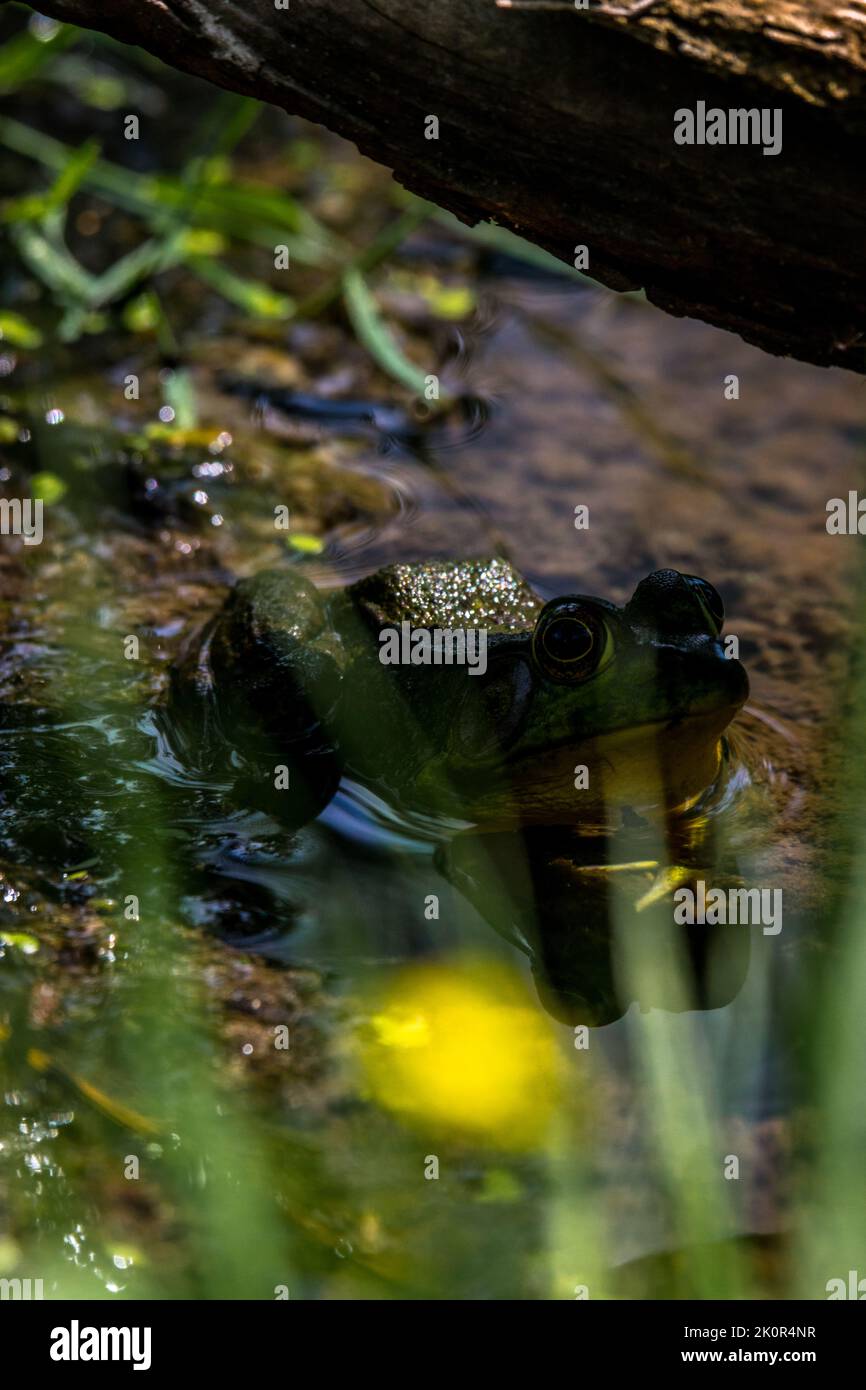 Frog in water under the shadow of a log Stock Photo - Alamy