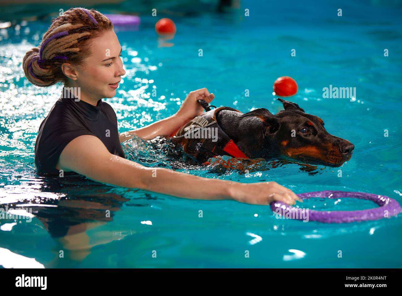 Dog in life jacket swim in the swimming pool with coach. Pet ...