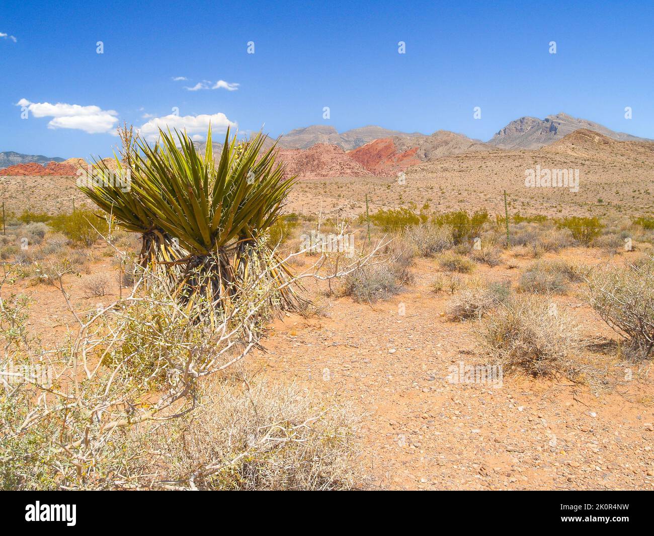Landscape and vegetation including characteristic yucca of Red Rock ...
