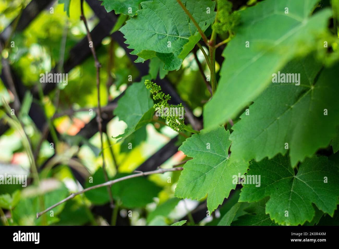 Flowers and leaves of a young vine in the soft light of a spring day ...