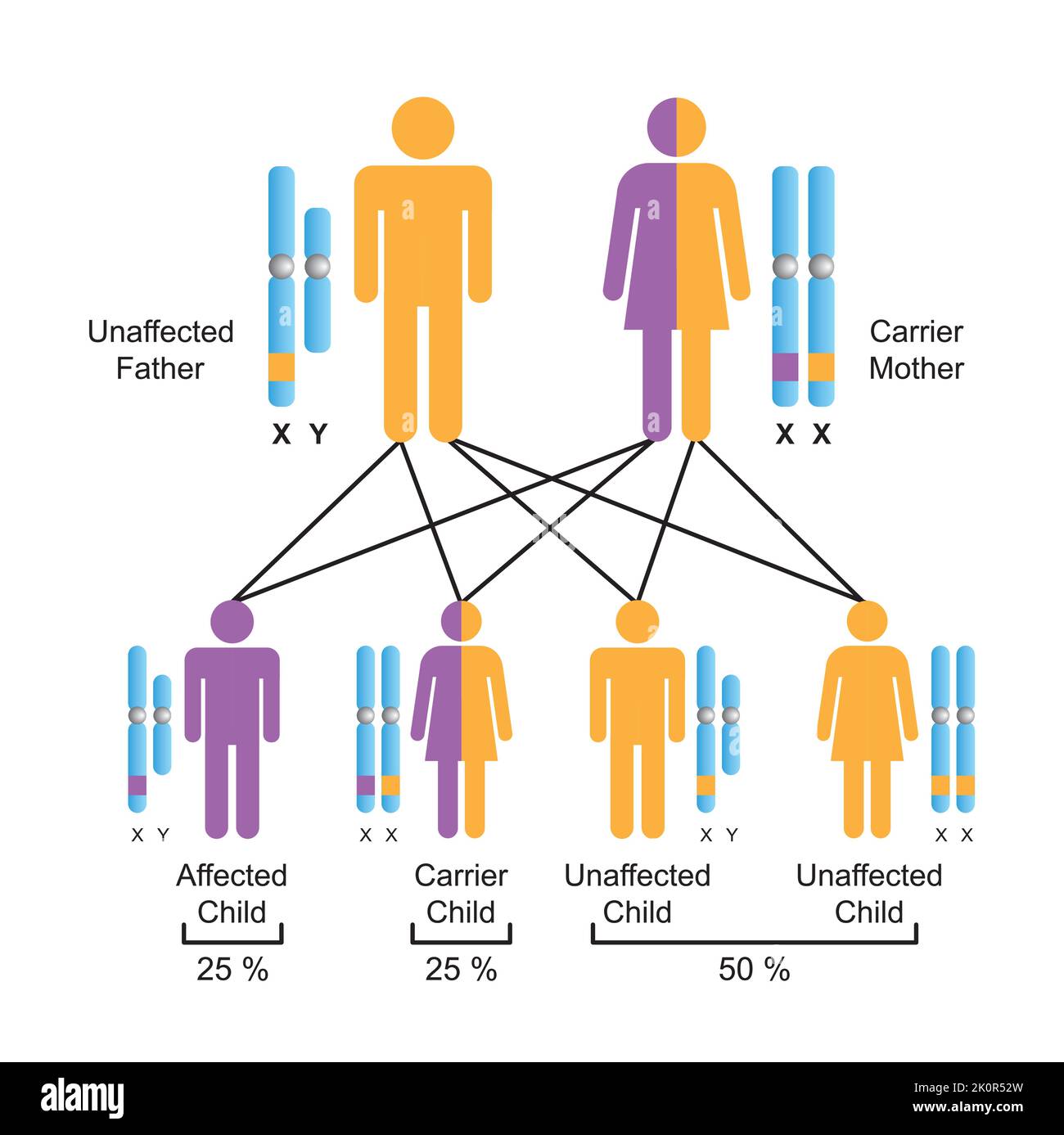 Scientific Designing of X-Linked Recessive Inheritance. Colorful Symbols. Vector Illustration ...
