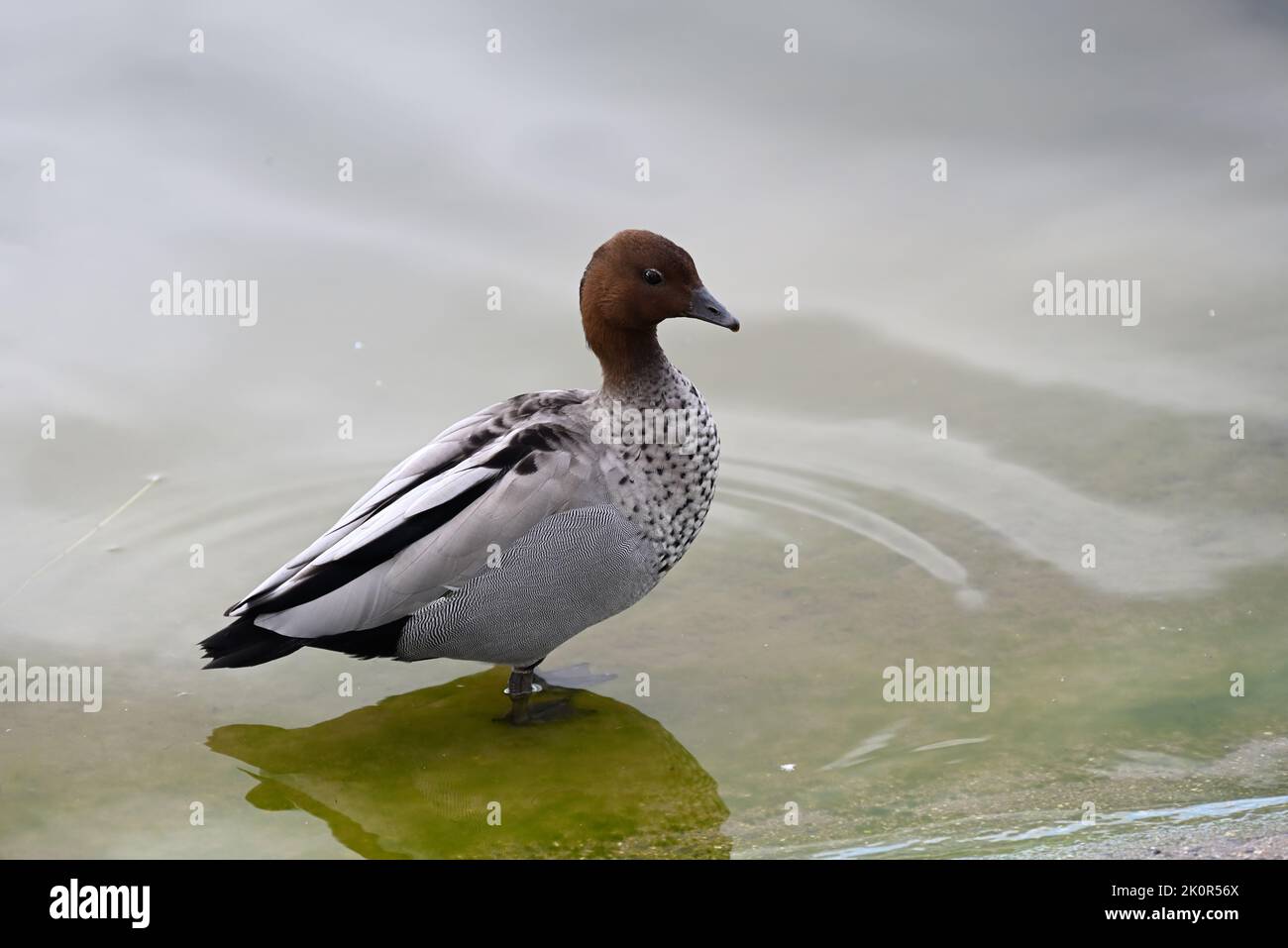 Side view of a male Australian wood duck standing in shallow waters by ...