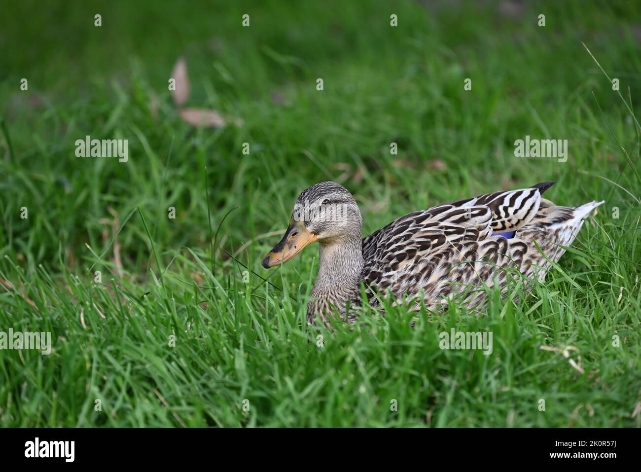 Dabbling duck hi-res stock photography and images - Alamy