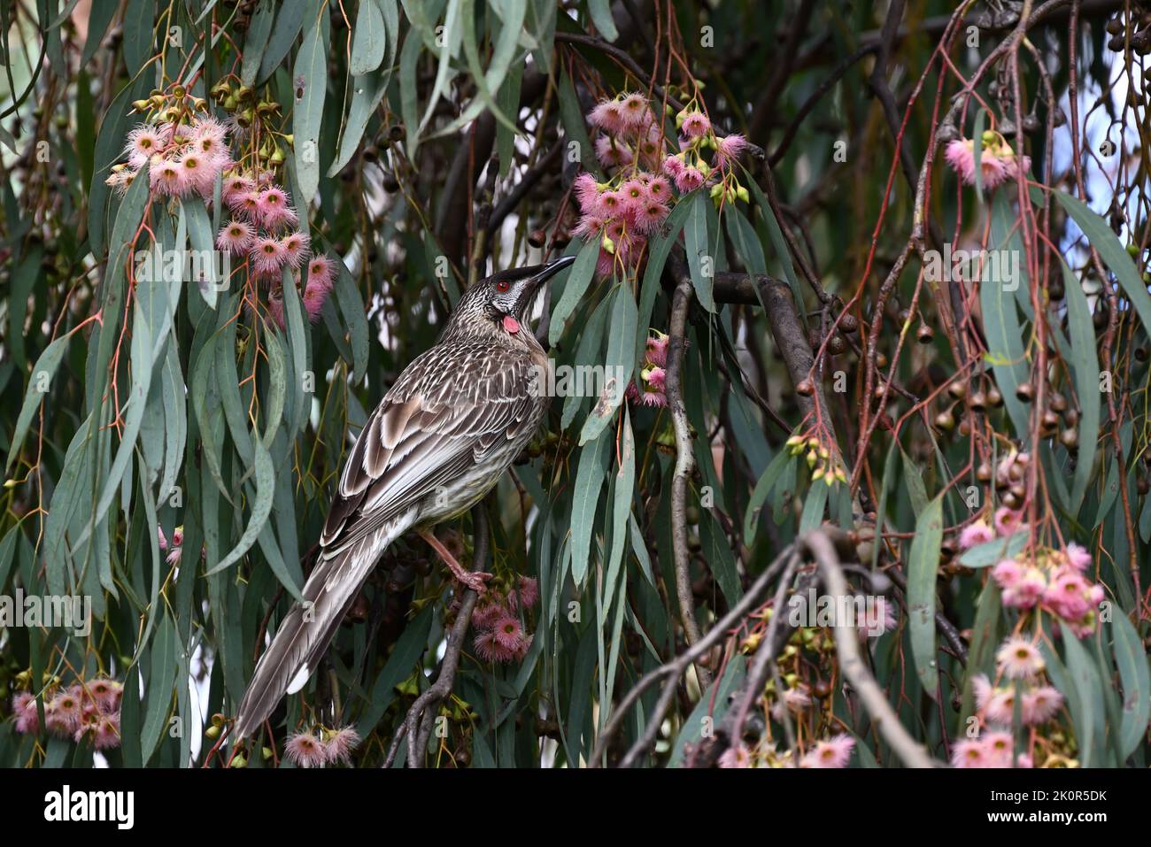 Red wattlebird high up in a flowering gum tree, reaching towards a ...