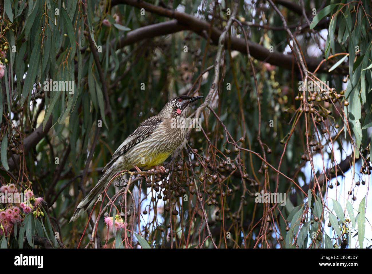 Red wattlebird perched on a branch in a flowering gum tree, surrounded ...