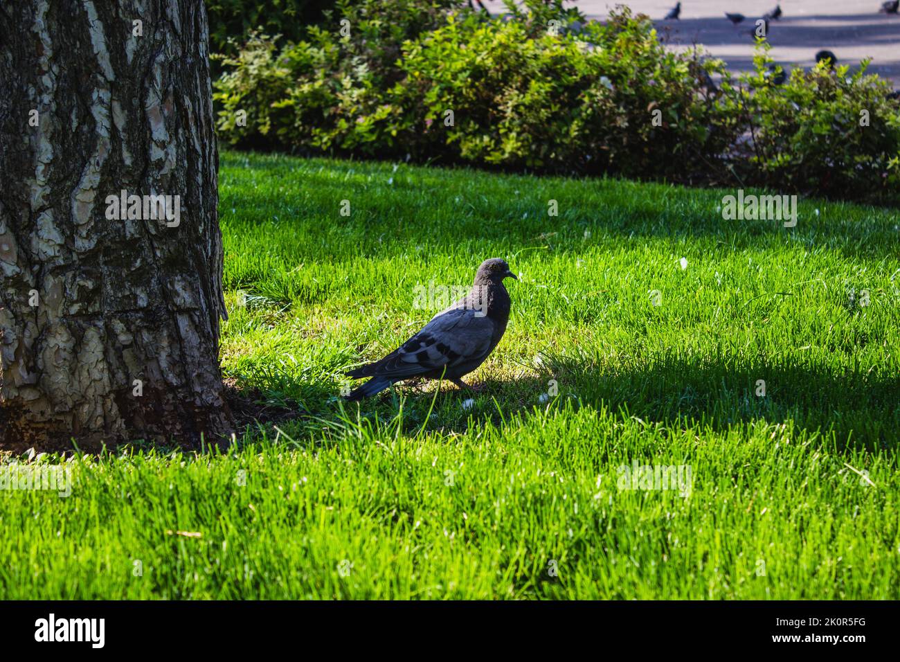 Hiding pigeon hi-res stock photography and images - Alamy