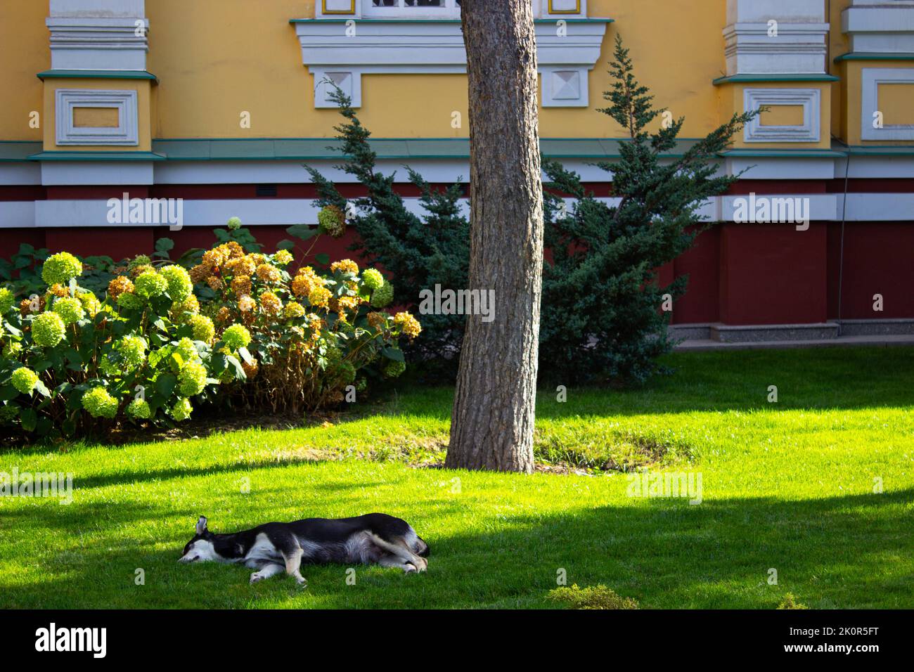 Nap under the tree hi-res stock photography and images - Alamy