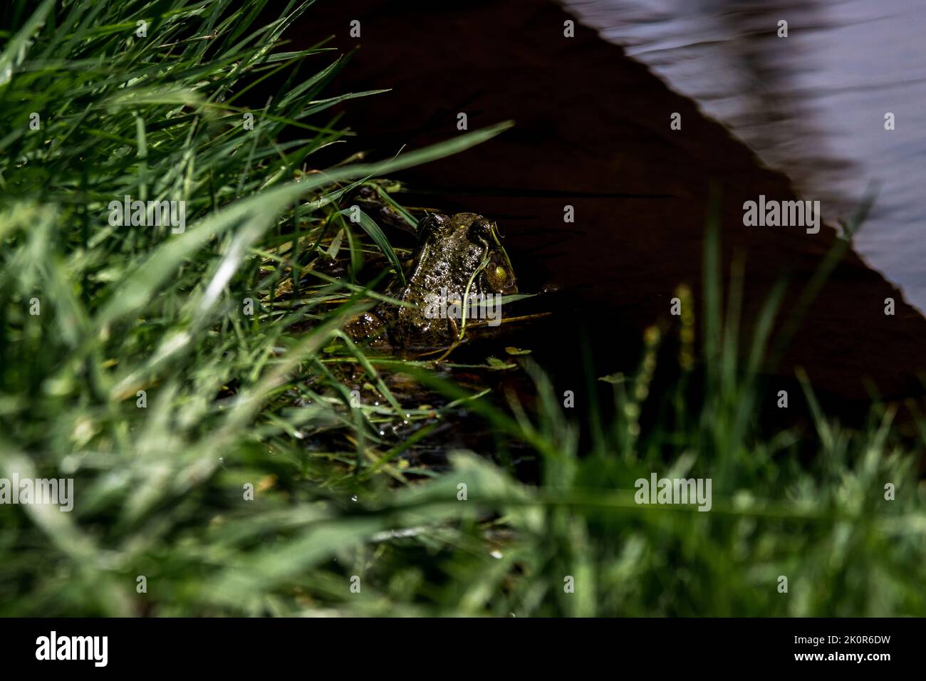 Frog in water under the shadow of a log Stock Photo - Alamy