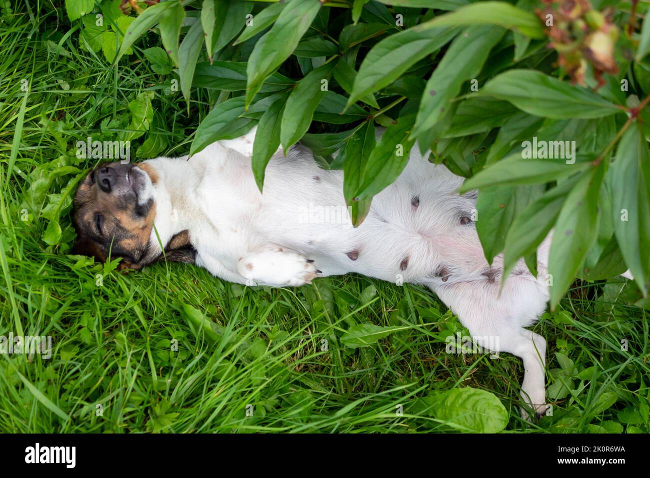 dog jack russell resting on a grassy meadow in the park outdoors Stock ...