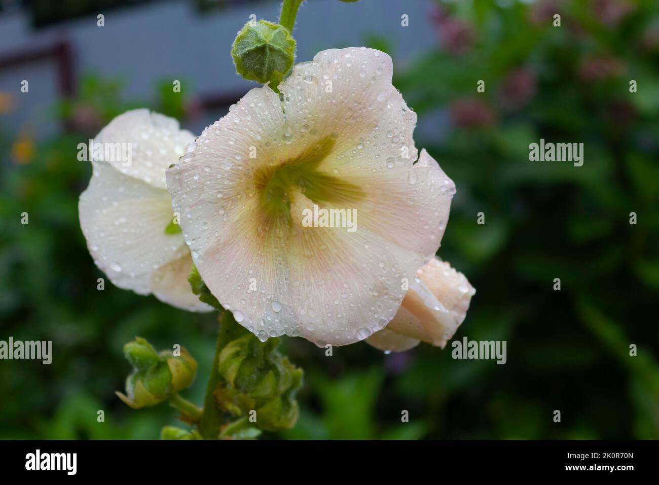 White musk mallow flower hi-res stock photography and images - Alamy