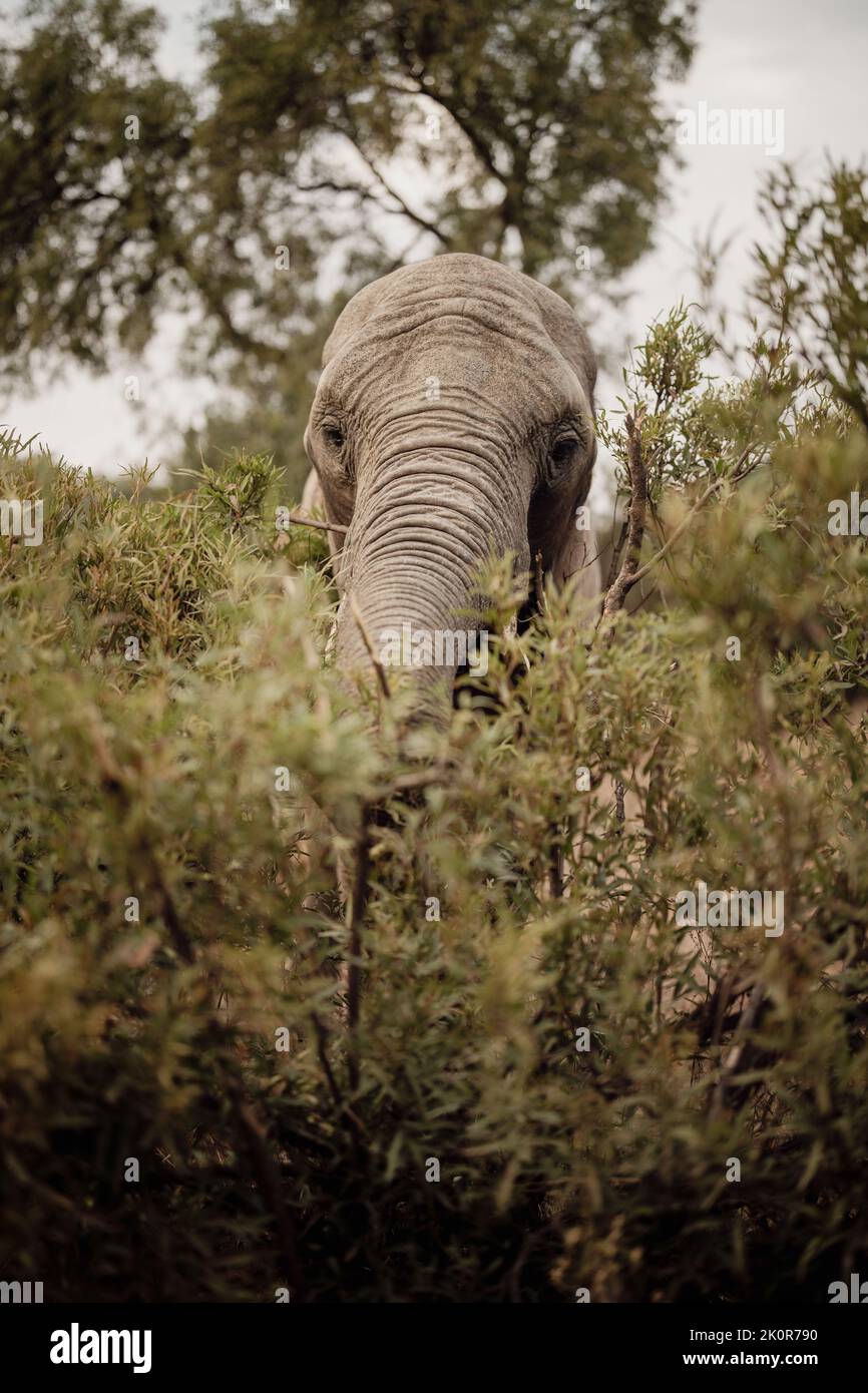 A vertical shot of a gray elephant in a park behind plants Stock Photo ...