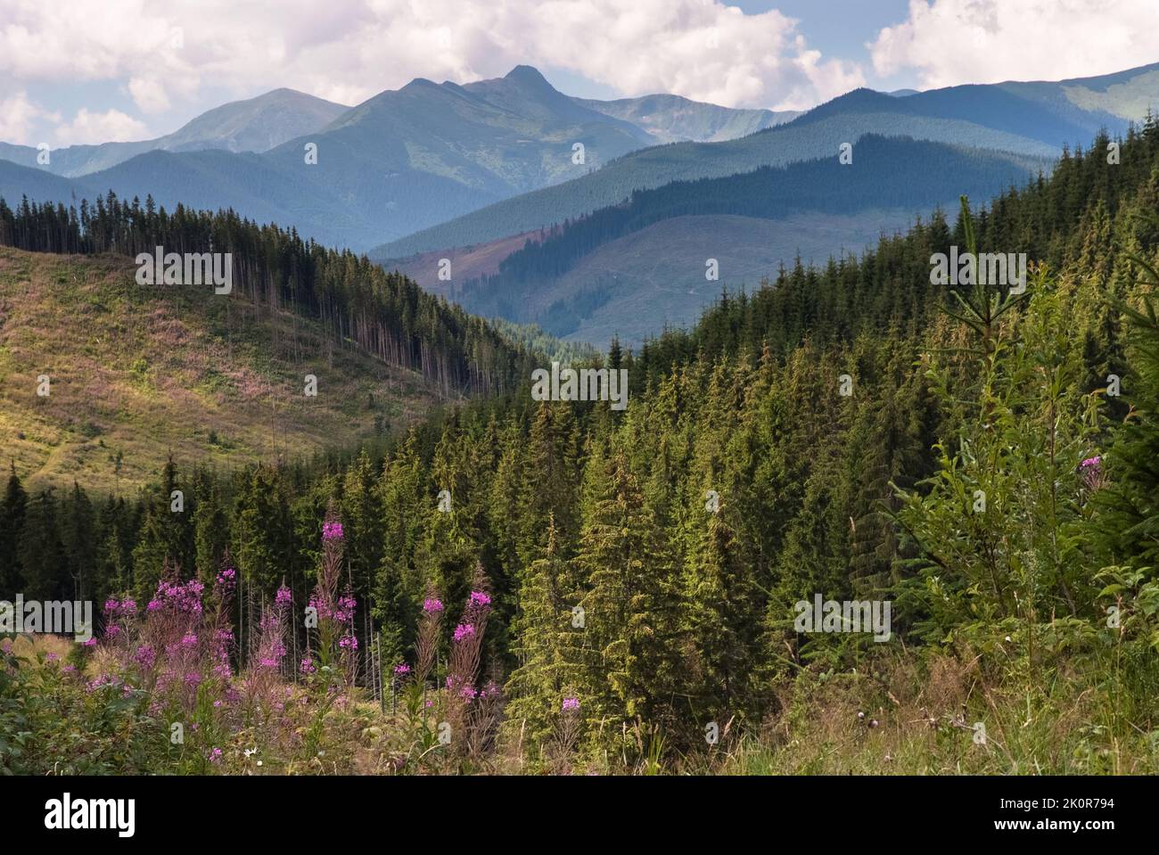 An aerial view of hills and mountains with trees and wildflowers in ...