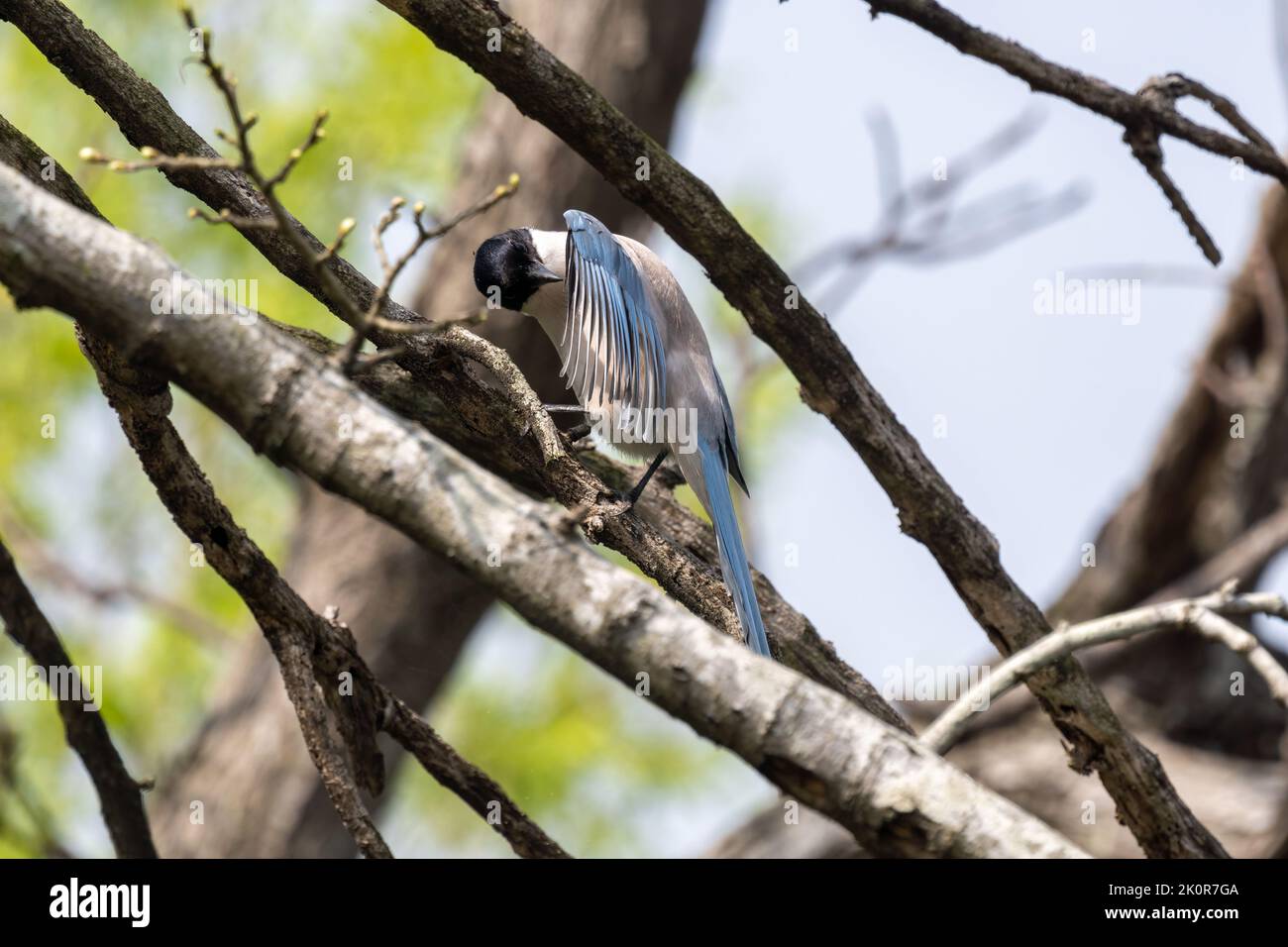 Close-up of a sitting, beautiful azure winged magpie during spring time ...