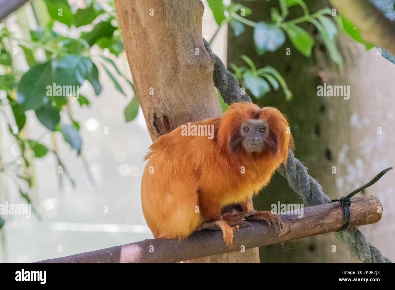 Golden lion tamarin fur hi-res stock photography and images - Alamy
