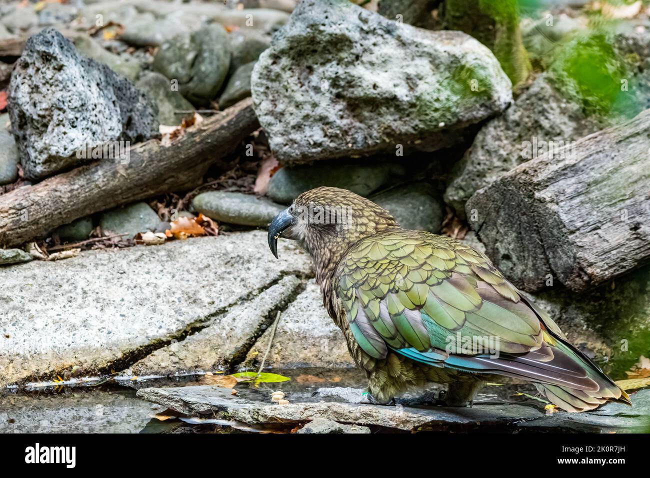 Kea standing hi-res stock photography and images - Alamy