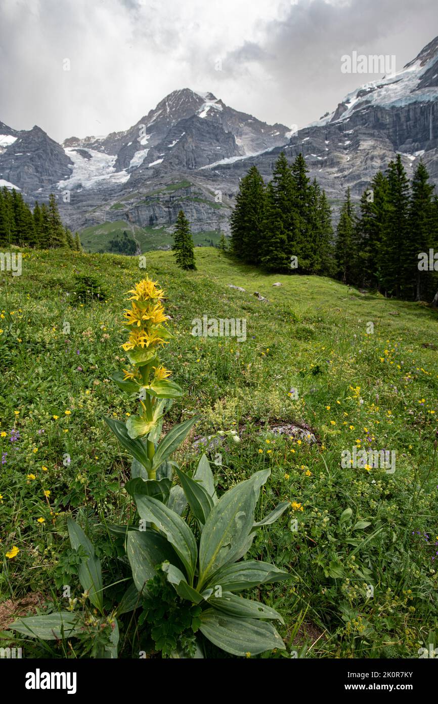 Great Yellow Gentian: Gentiana lutea. Swiss Alps, Switzerland Stock ...