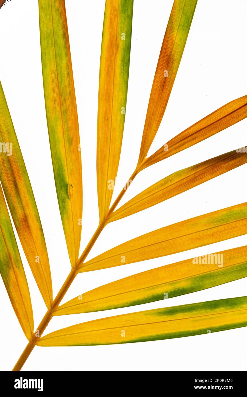 Areca palm, frond Stock Photo - Alamy