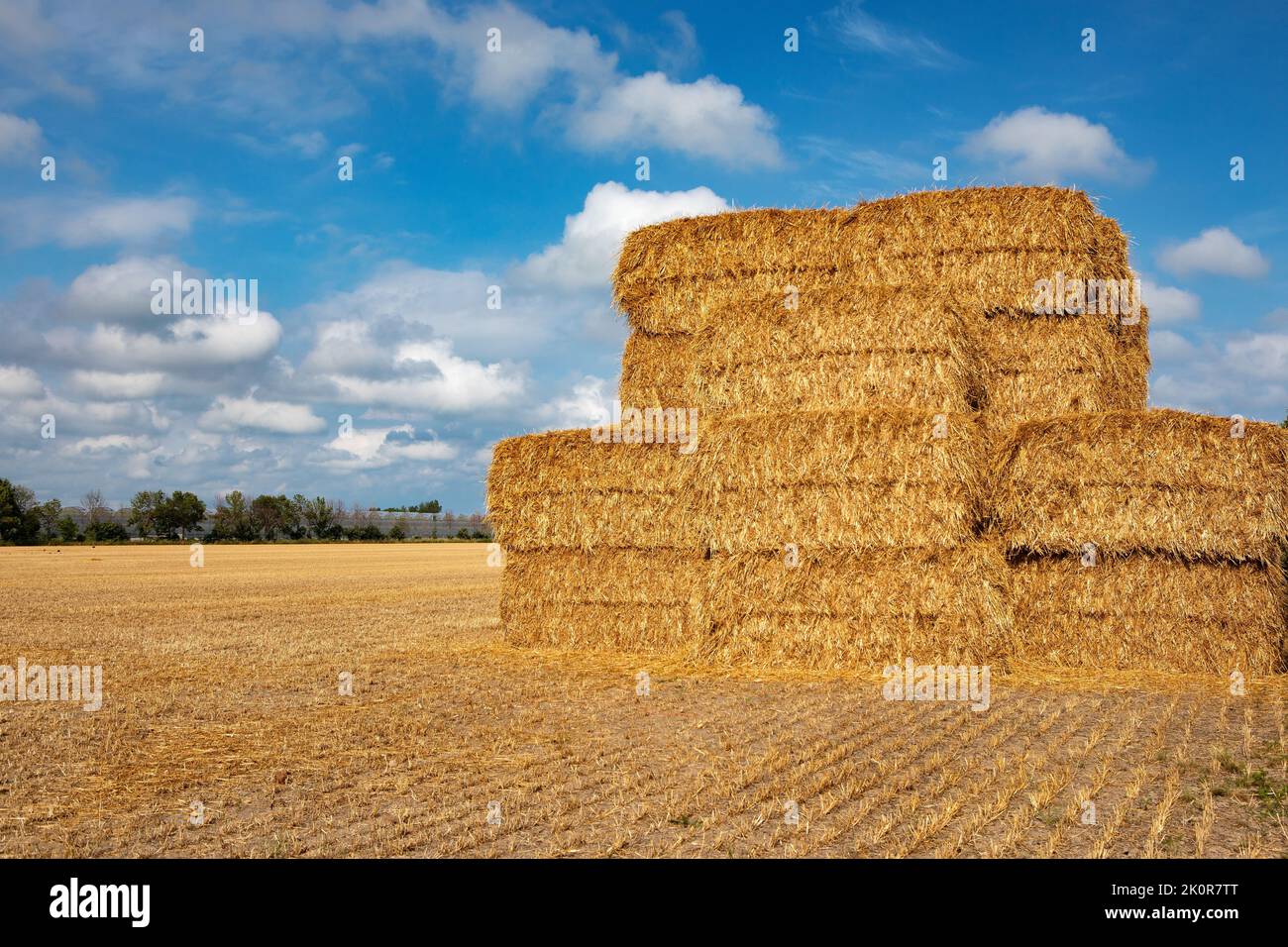 Dry wheat bundles hi-res stock photography and images - Alamy
