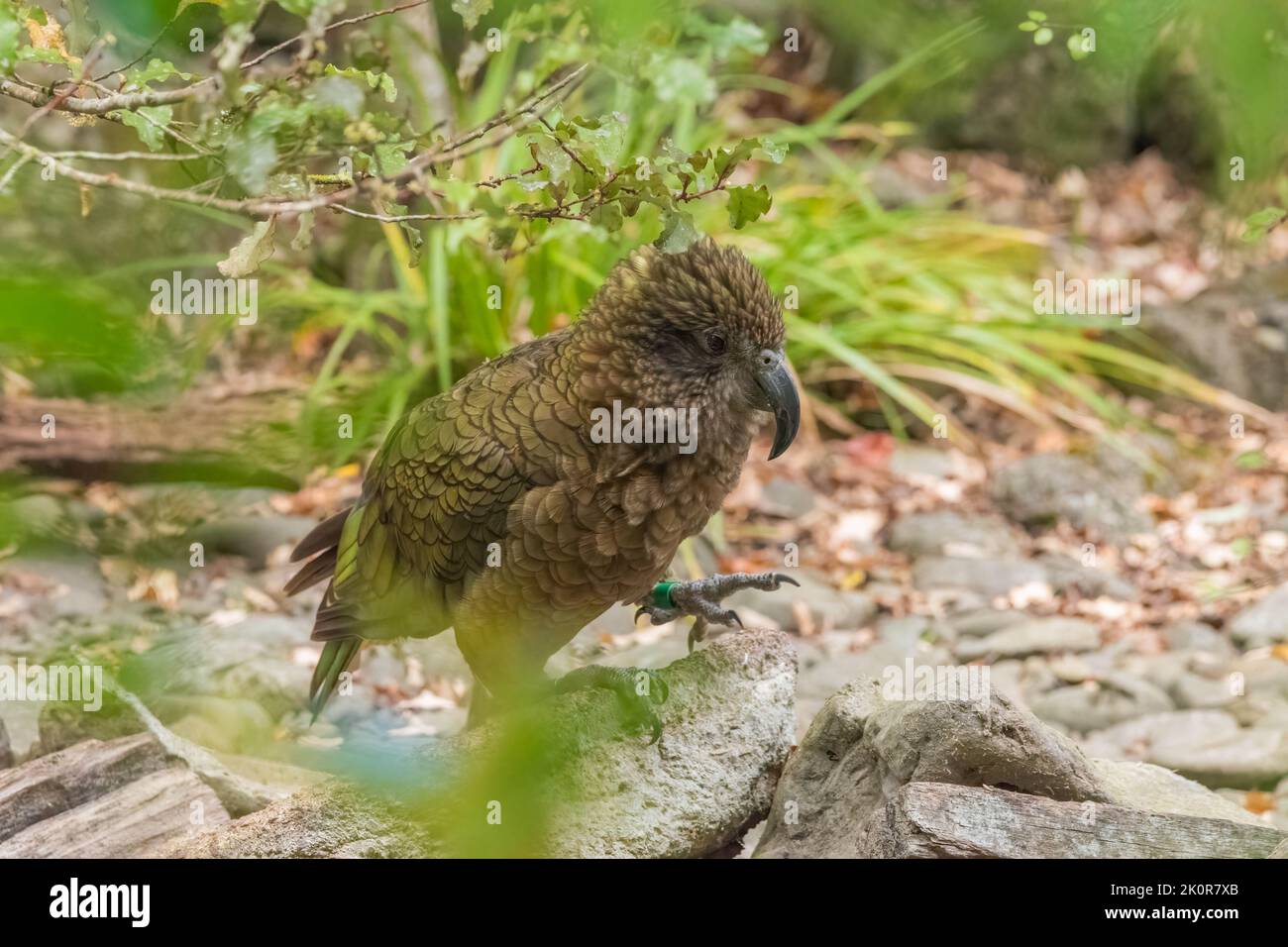 A beautiful shot of a kea standing on a ground Stock Photo - Alamy