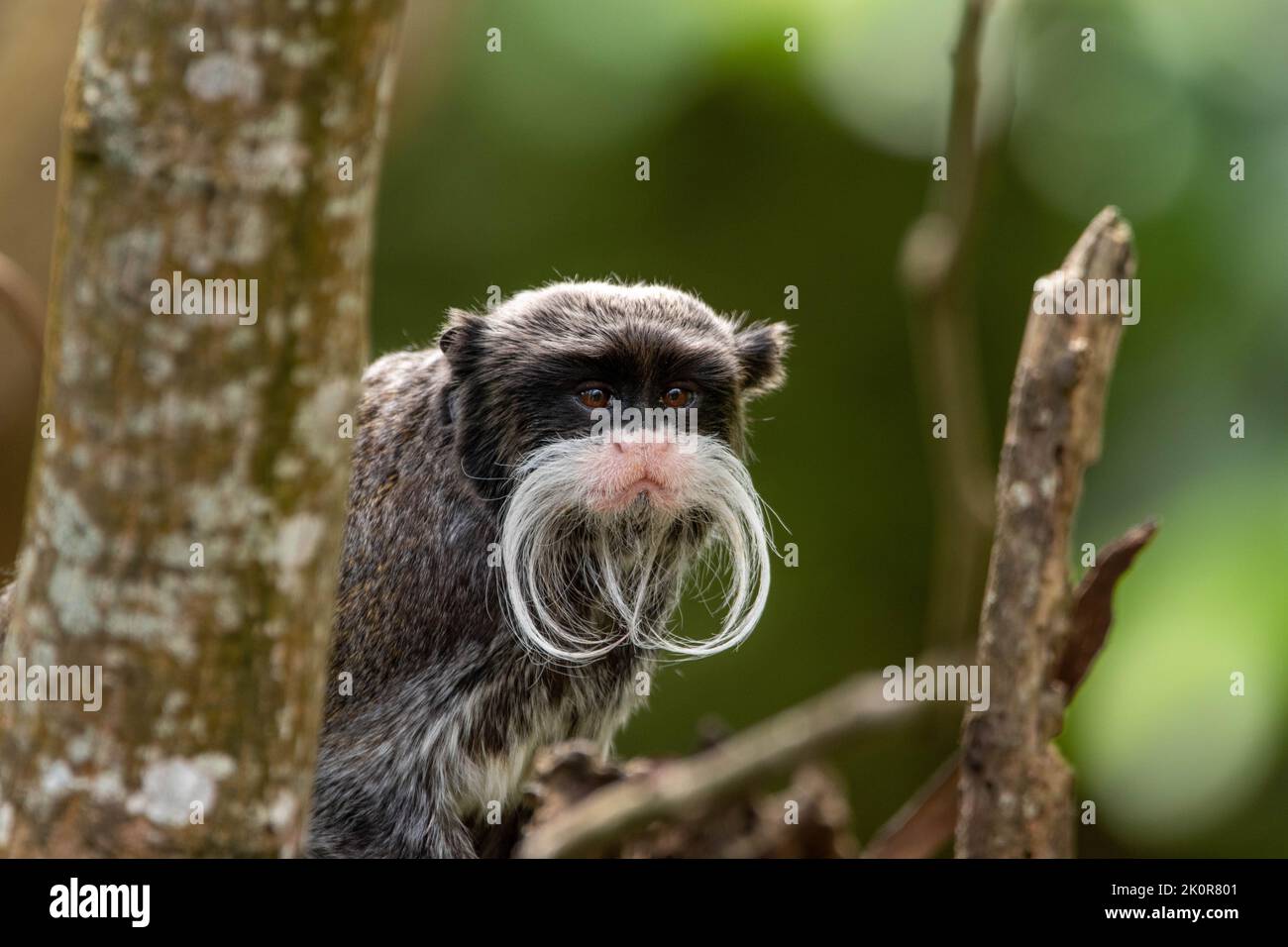 A beautiful shot of a bearded emperor tamarin Stock Photo - Alamy
