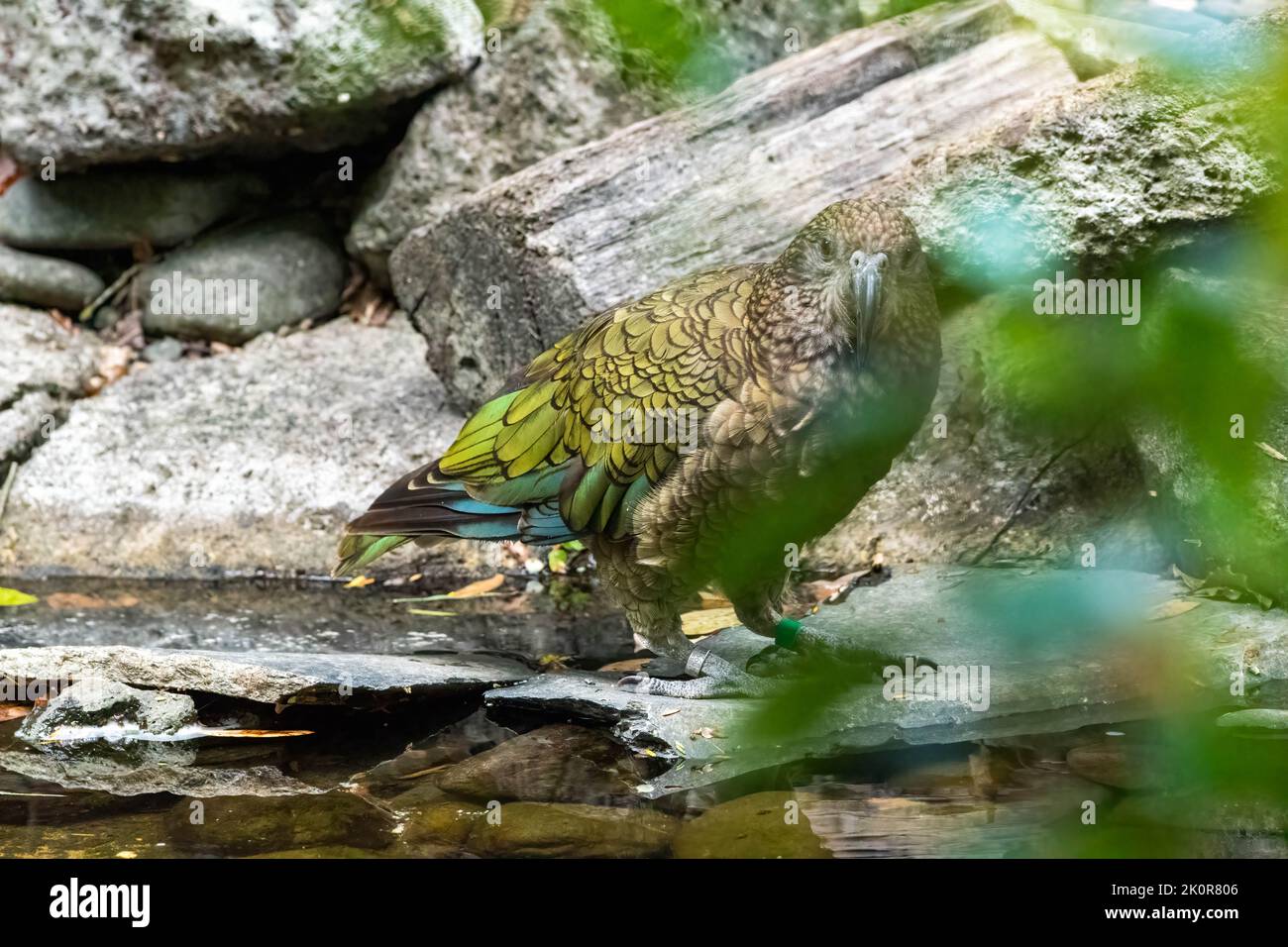 Kea standing hi-res stock photography and images - Alamy