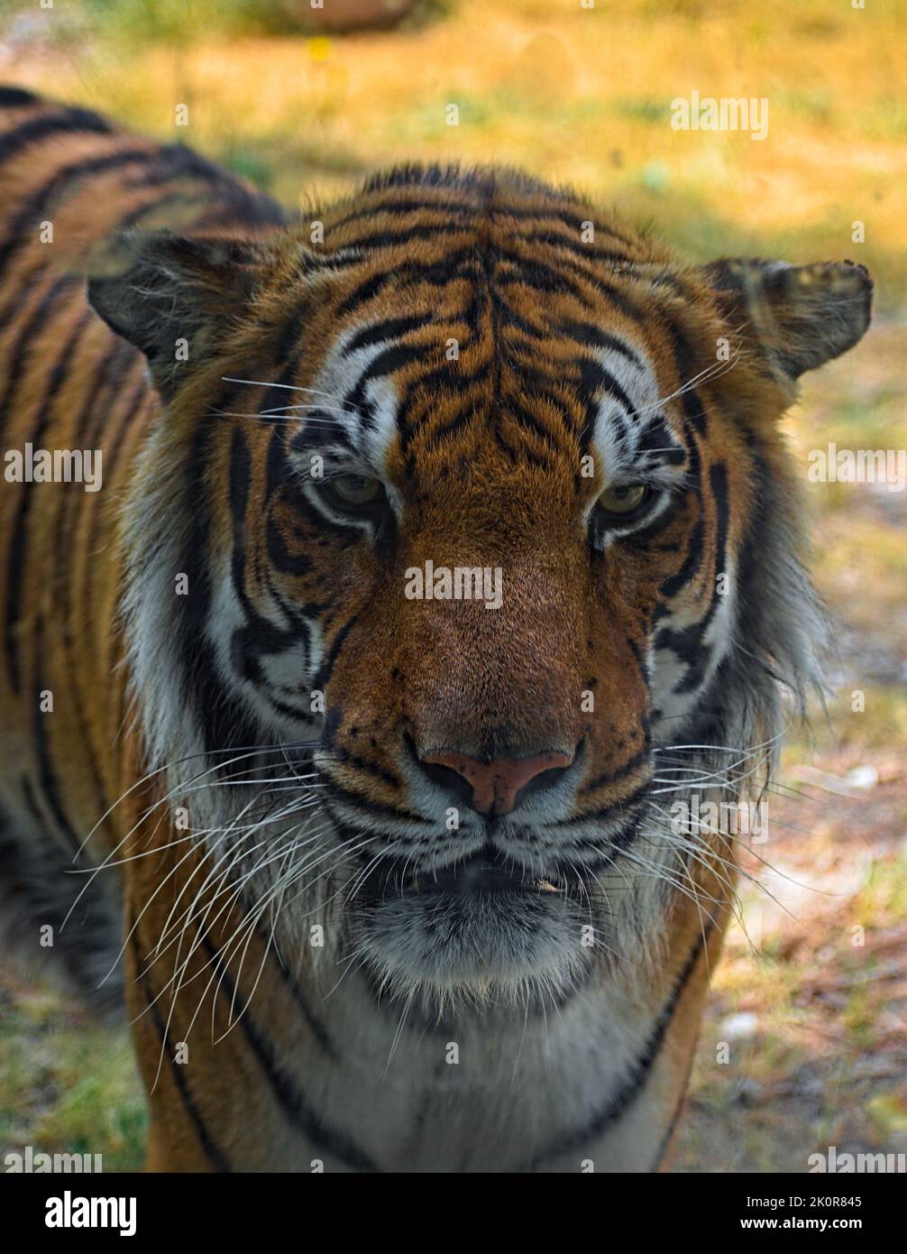 A vertical closeup of the bengal tiger (Panthera tigris tigris) face in ...