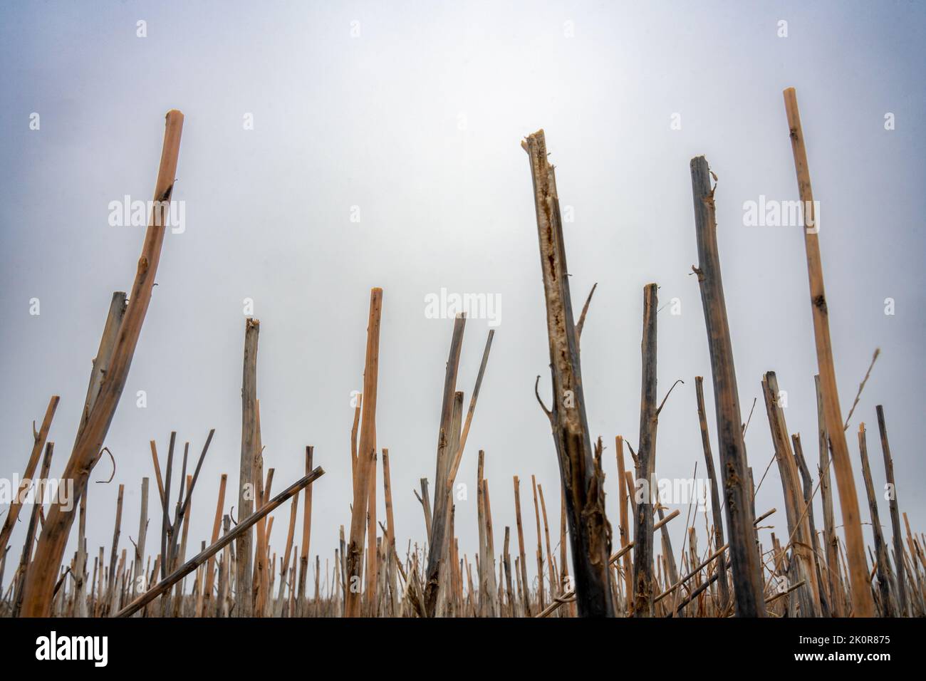 A landscape view of the newly planted trees Stock Photo - Alamy