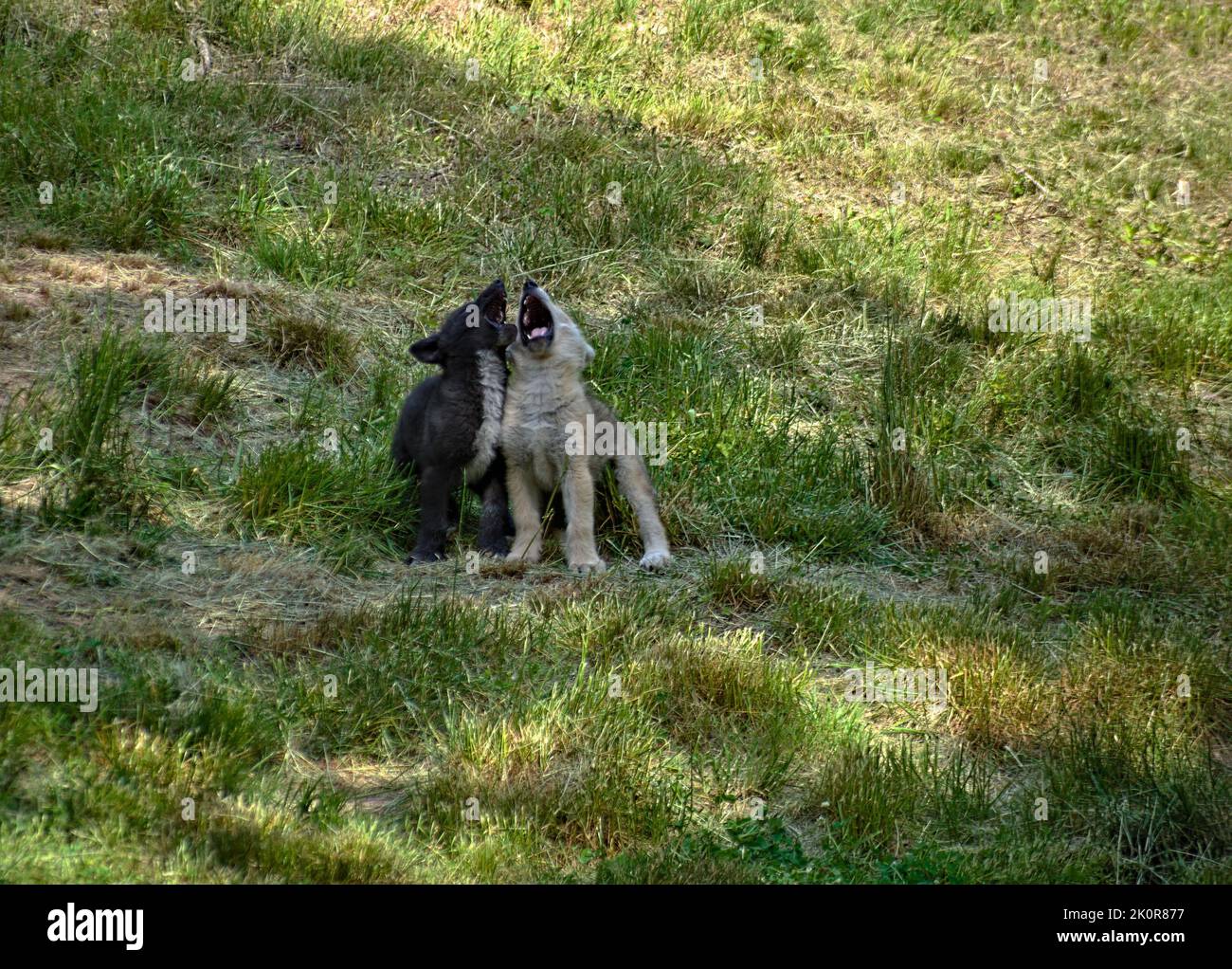 Two little cute wolf cubs in a zoo Stock Photo - Alamy