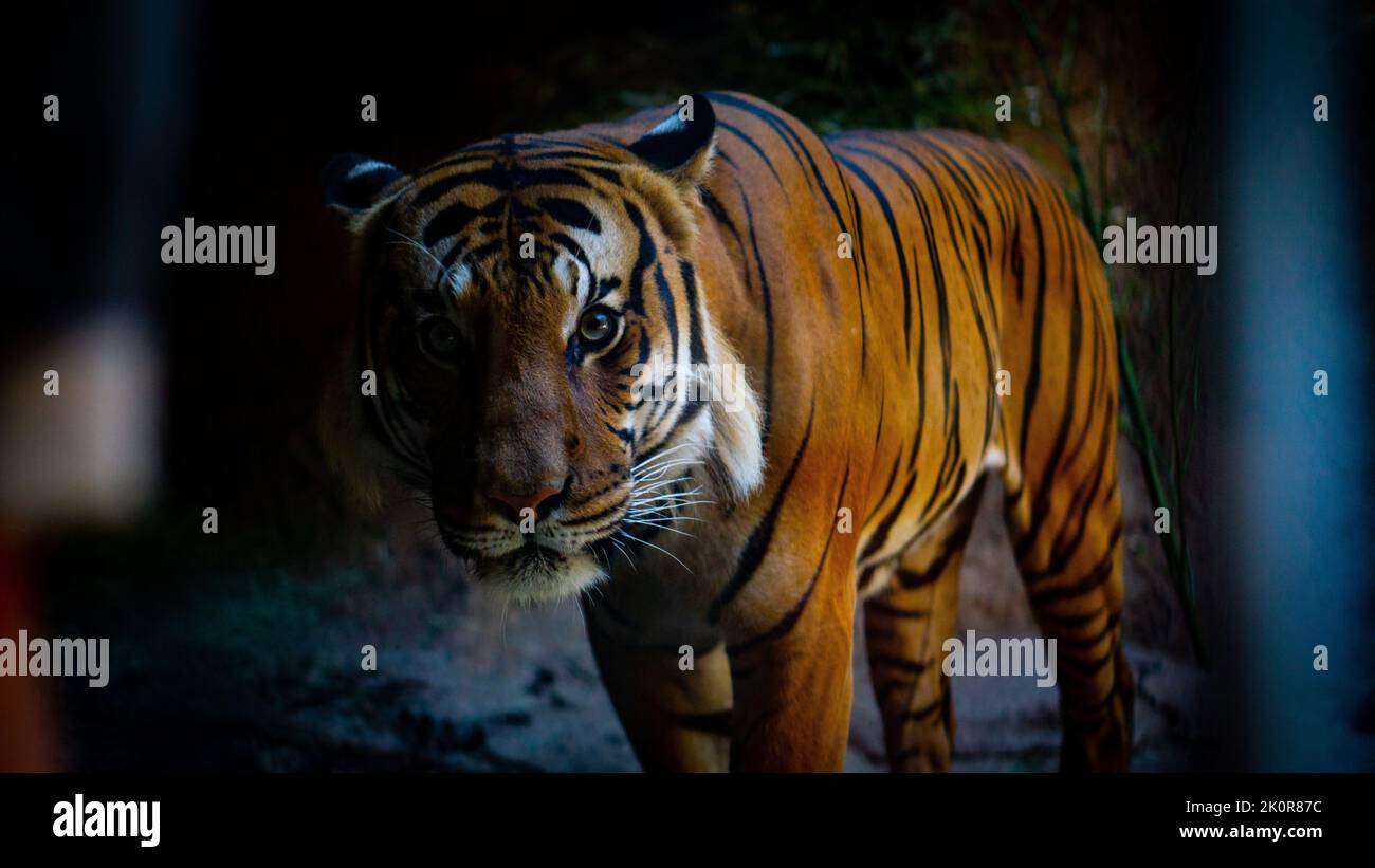 A shallow focus shot of Bengal tiger standing in its enclosure at the ...