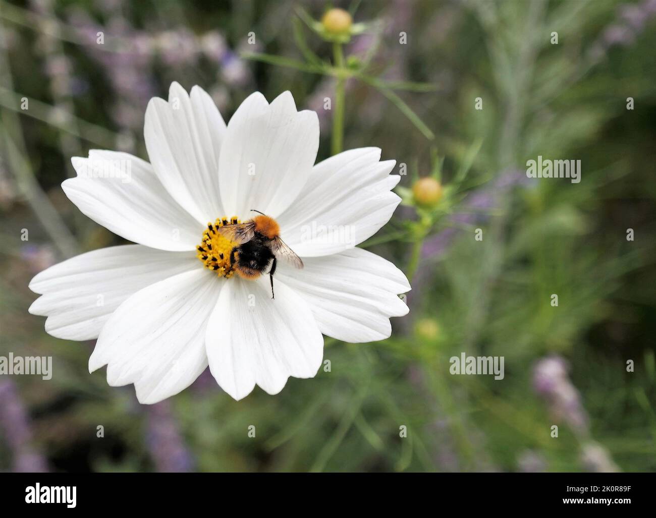 A bumblebee collects pollen from a white wildflower, in a green garden ...