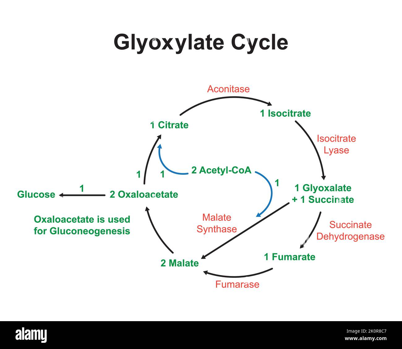 Simple Designing of Glyoxylate Cycle. Vector Illustration Stock Vector ...