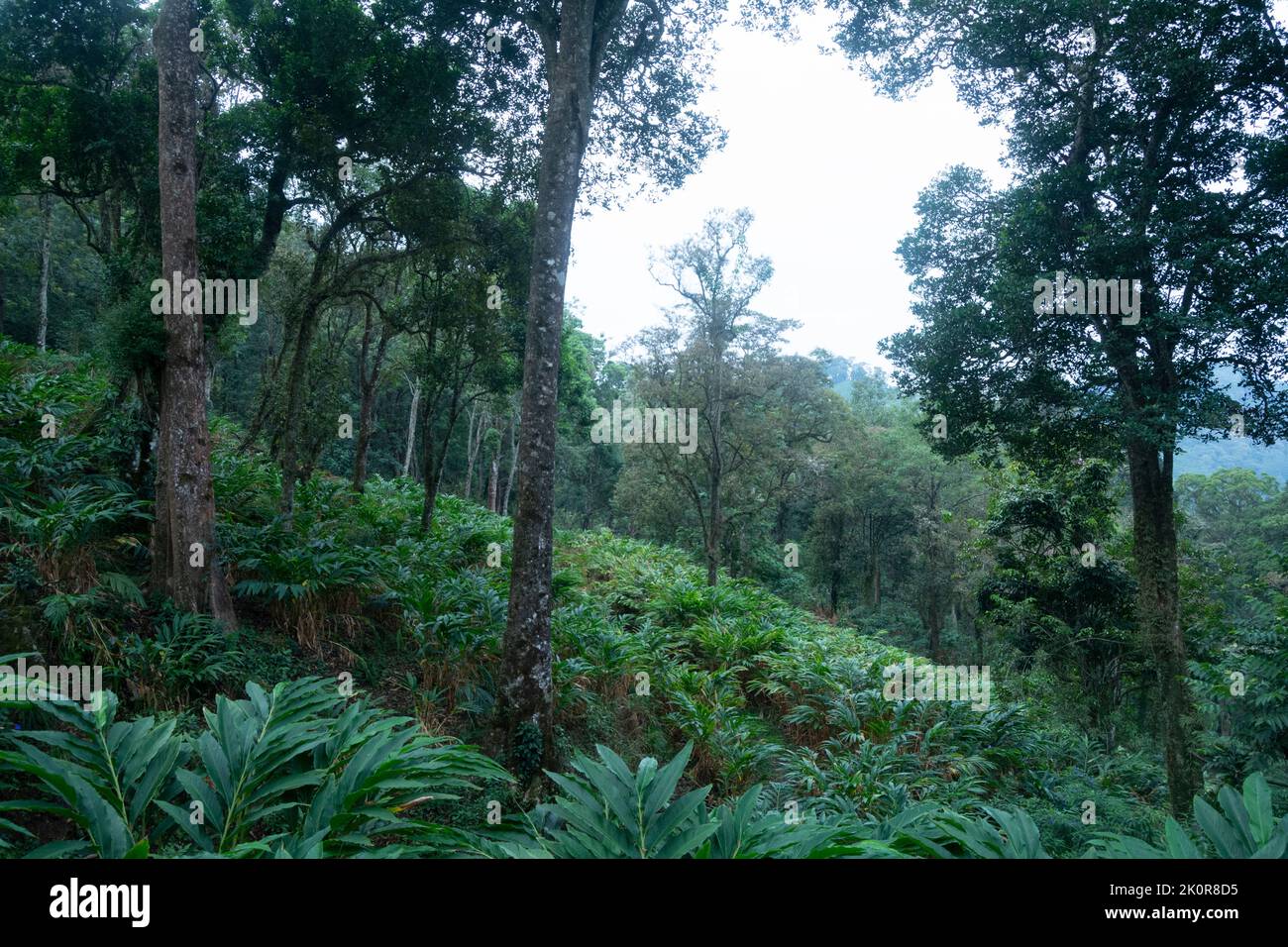Green cardamom farming hi-res stock photography and images - Alamy