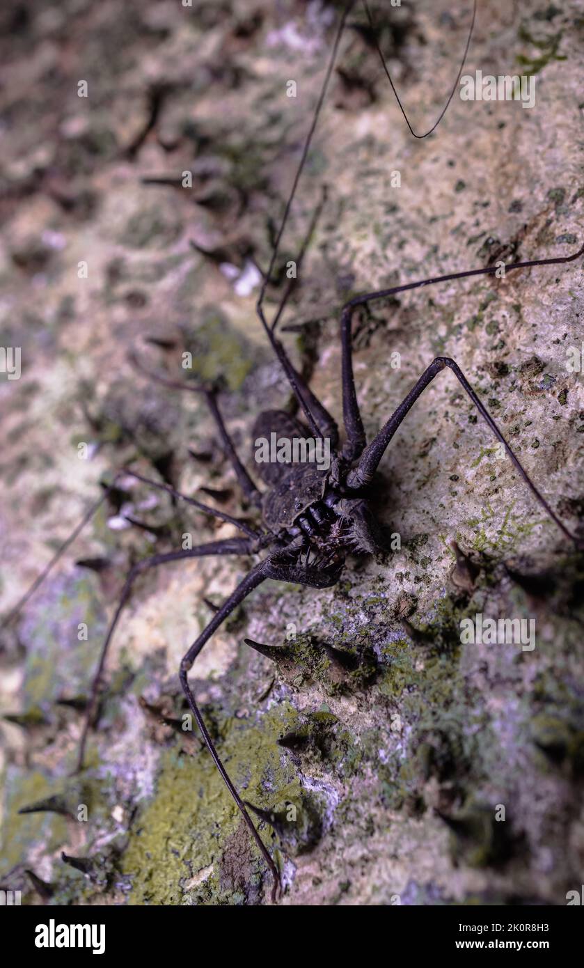A black spider crawling on the rock Stock Photo - Alamy