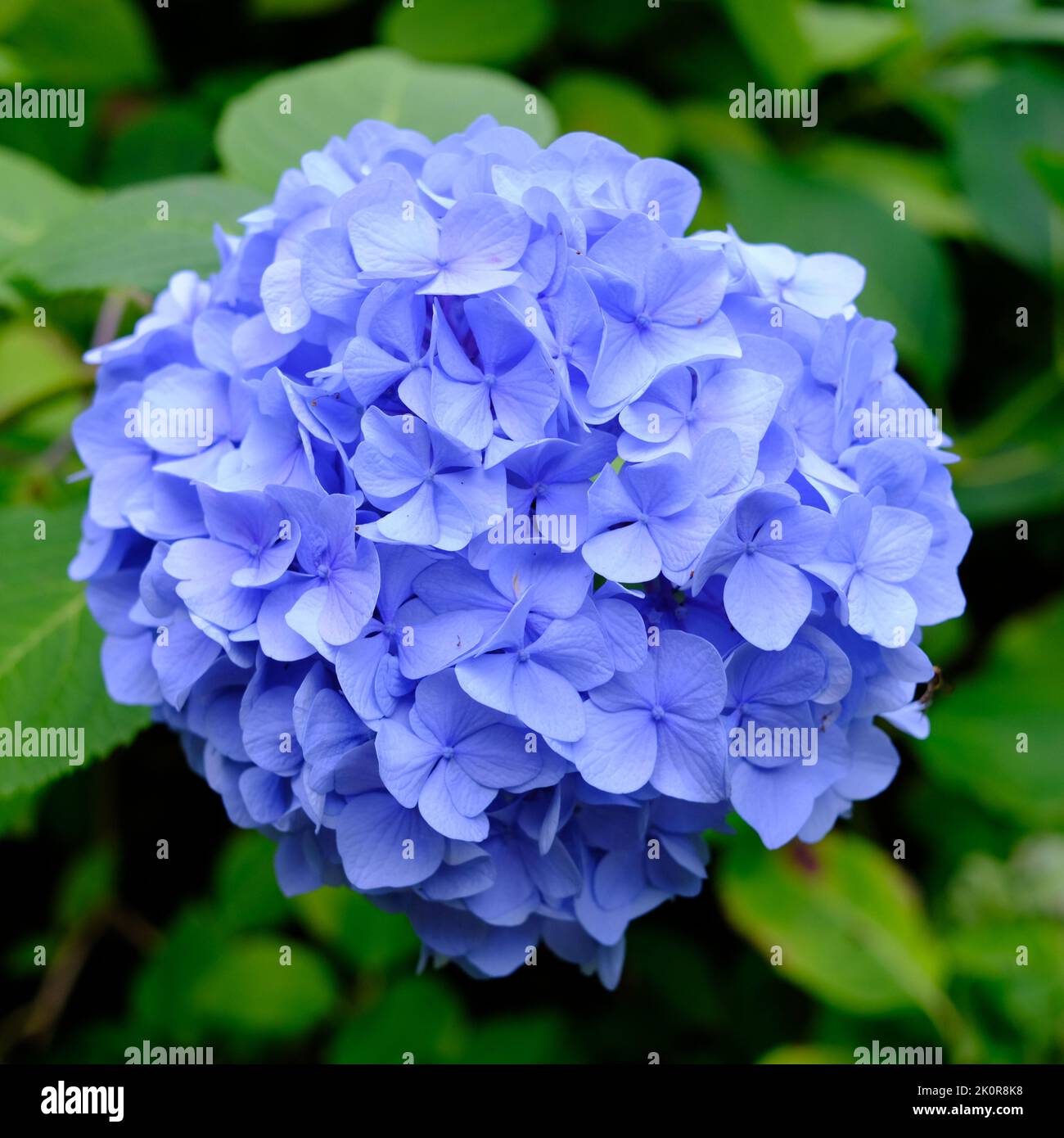 Hydrangea genus hi-res stock photography and images - Alamy