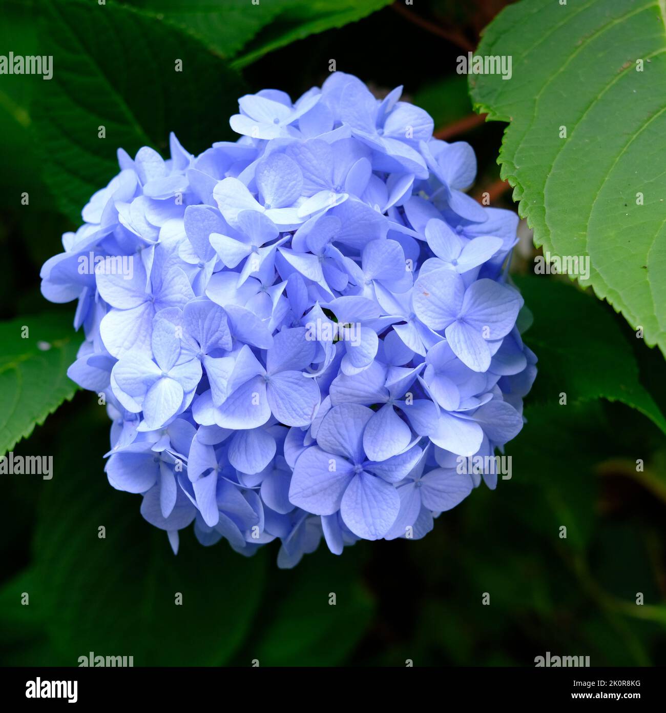 Blue evergreen hydrangea flowers hi-res stock photography and images ...