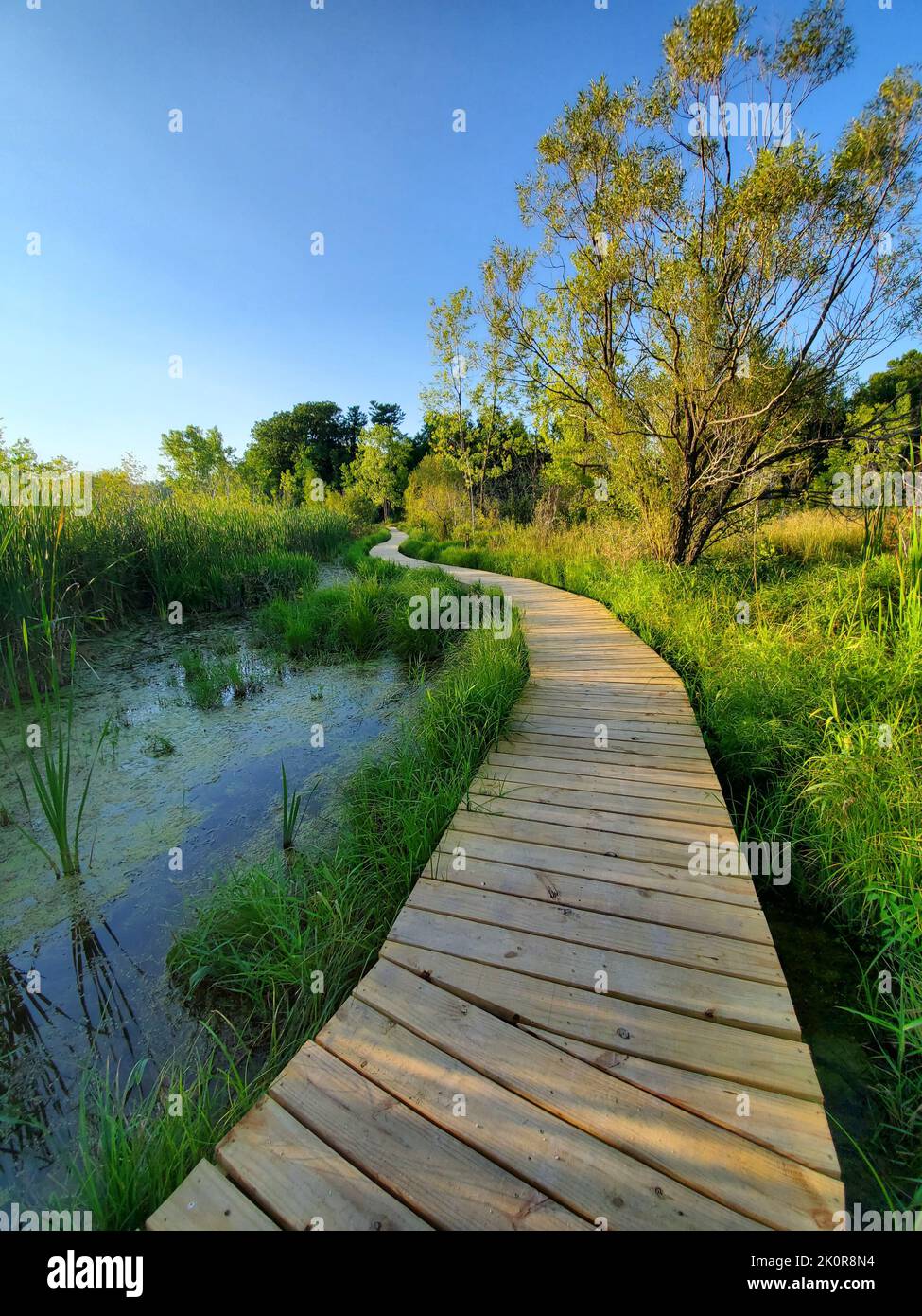 A wooden pathway bridge over a swamp in a park Stock Photo - Alamy