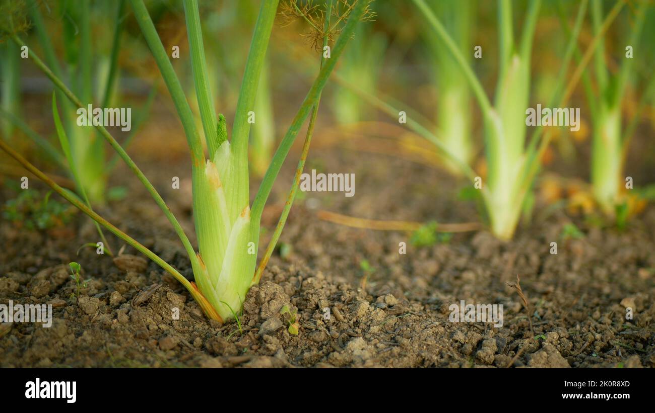 Fennel Foeniculum vulgare bulb harvest stalks green bio leaves field ...