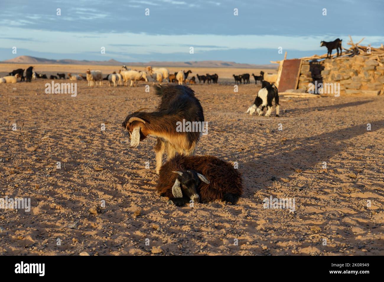 goats near berber house. Morning in the Sahara desert in Morocco Stock ...