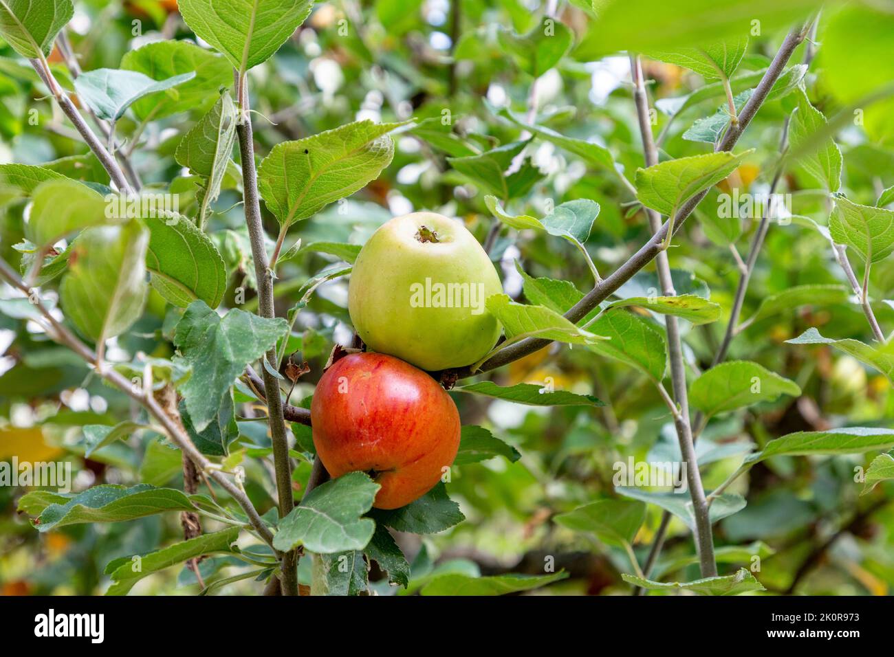 red and green apple hanging at the apple tree Stock Photo - Alamy