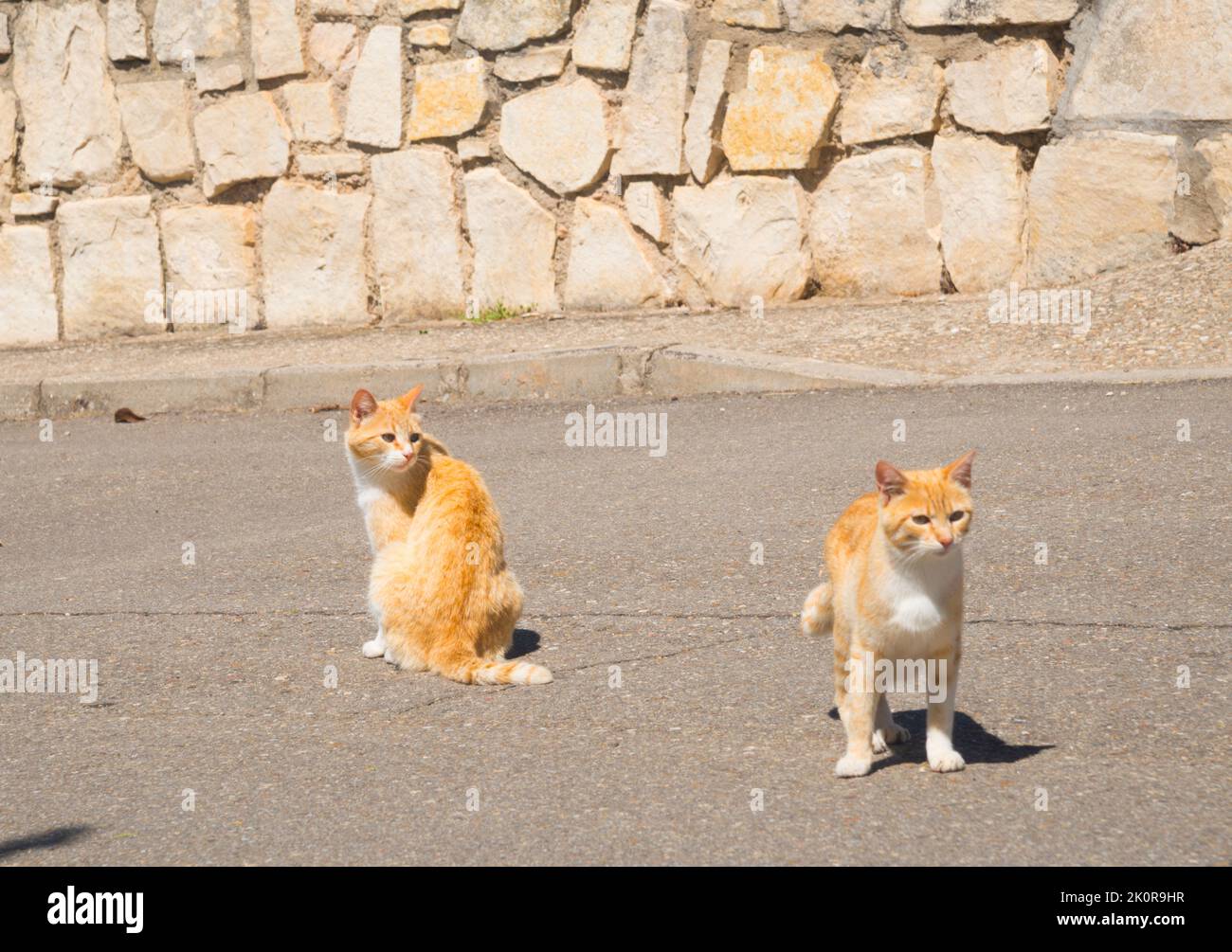 Tabby and white cats Stock Photo - Alamy