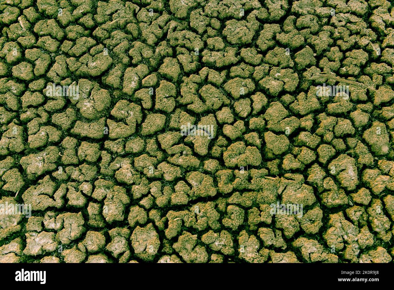 Cracked soil texture in the desert, La pampa Province, Patagonia ...